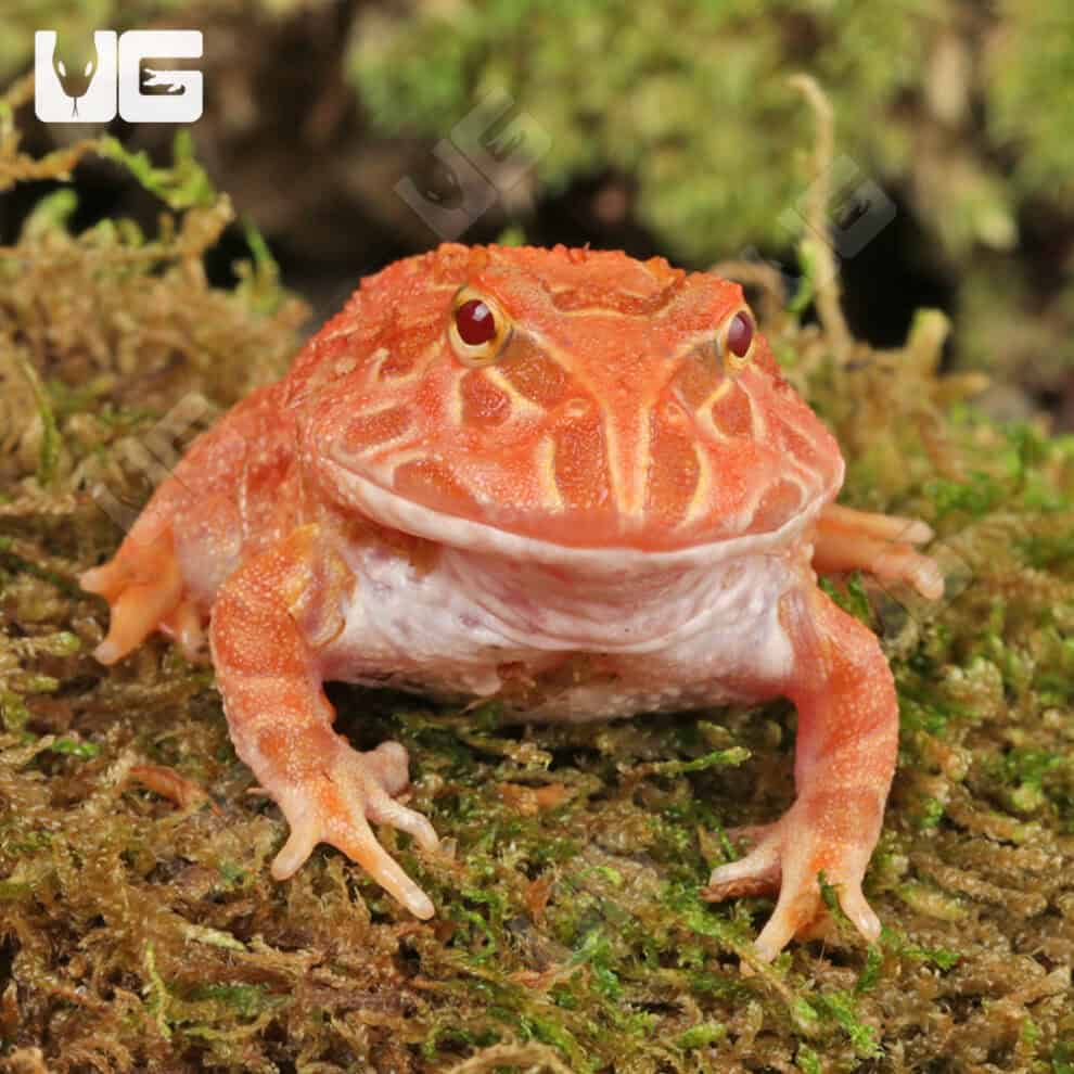 Raspberry Pacman Frogs For Sale - Underground Reptiles
