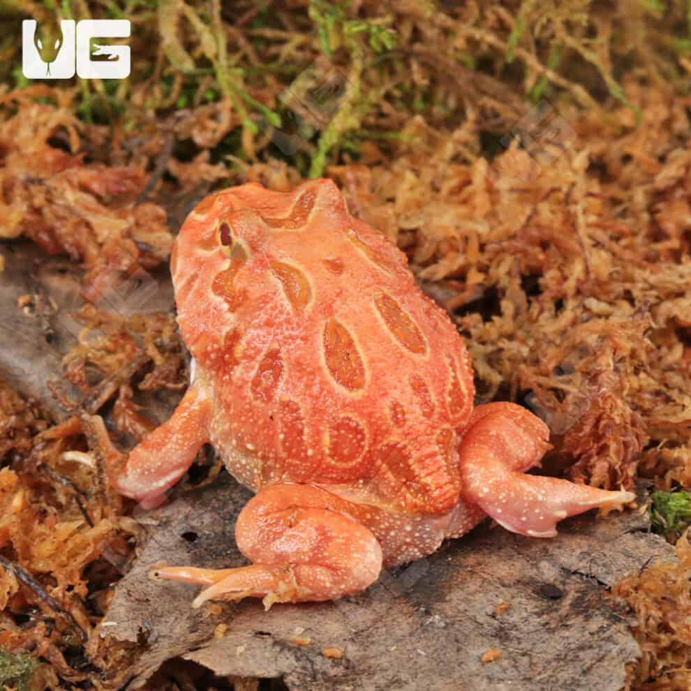 Raspberry Pacman Frogs For Sale - Underground Reptiles