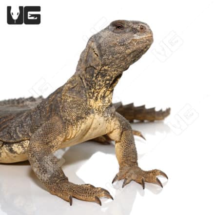 Adult Egyptian Uromastyx (Uromastyx aegyptia) for sale - Underground ...