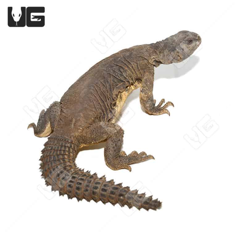 Uromastyx For Sale - Underground Reptiles