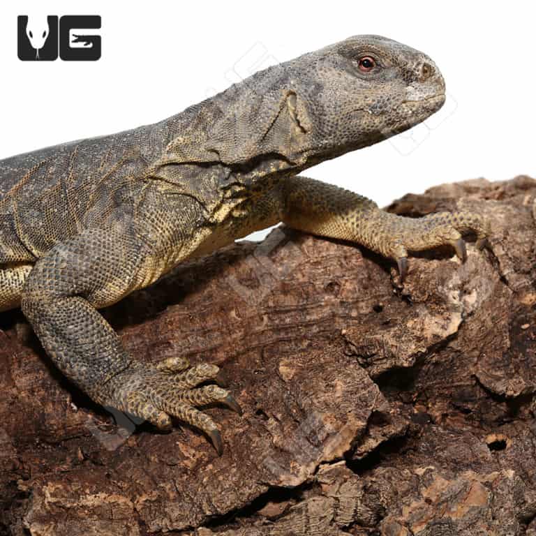 Uromastyx For Sale - Underground Reptiles
