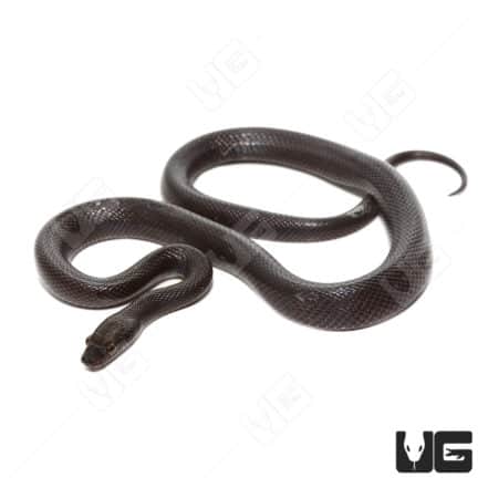 African Black House Snakes (Lamprophis fuliginosus) For Sale ...