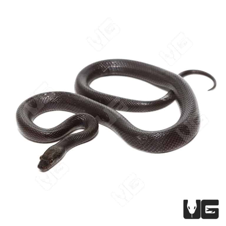 African Black House Snakes (Lamprophis fuliginosus) For Sale ...