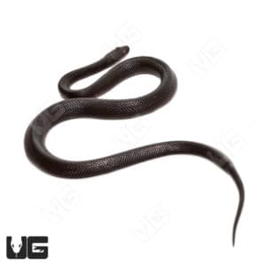 African Black House Snakes (Lamprophis fuliginosus) For Sale ...