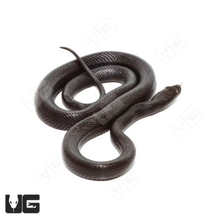 African Black House Snakes (Lamprophis fuliginosus) For Sale ...