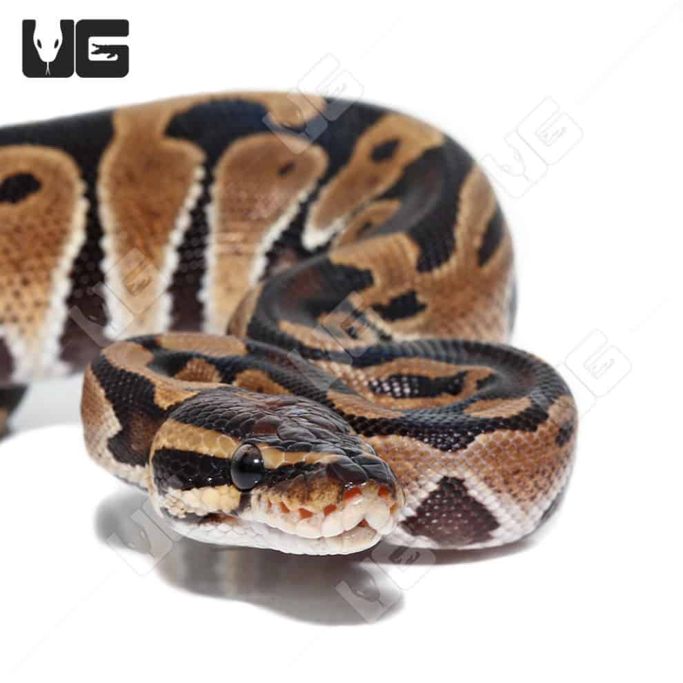 Baby Ball Pythons For Sale - Underground Reptiles