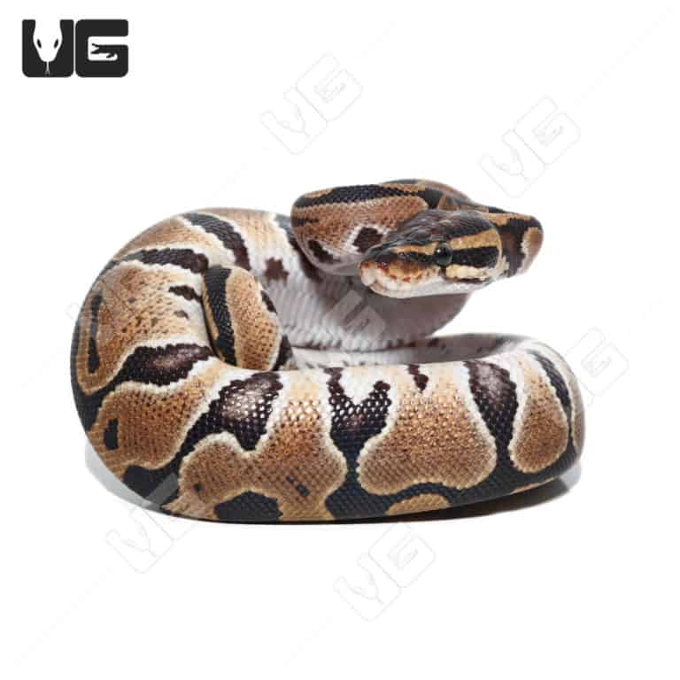 Baby Ball Pythons For Sale - Underground Reptiles
