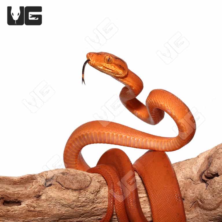 Baby Amazon Tree Boas For Sale - Underground Reptiles