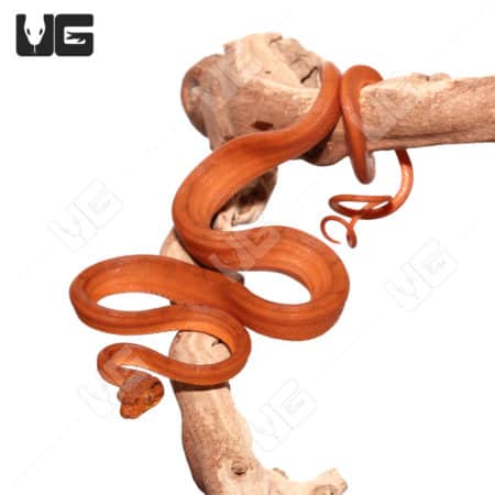 Baby Amazon Tree Boas For Sale - Underground Reptiles