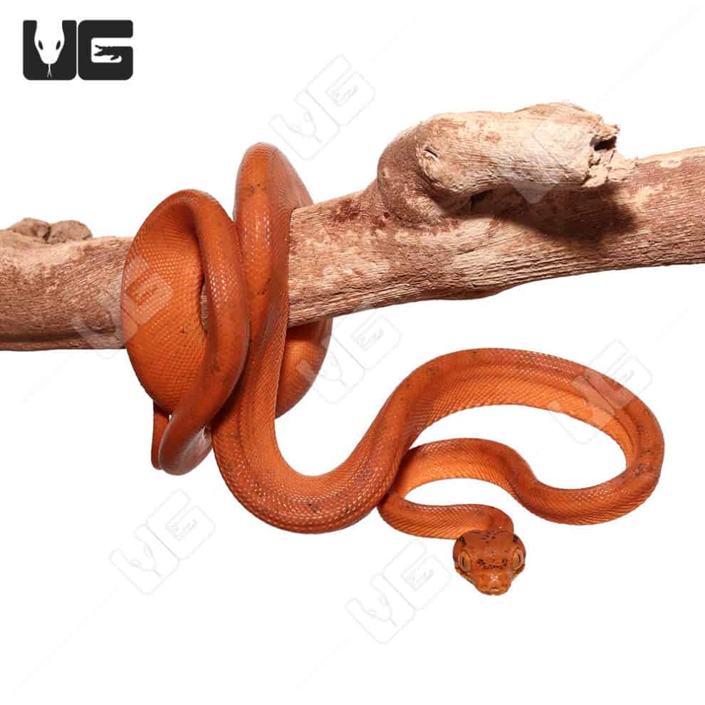 Baby Amazon Tree Boas For Sale - Underground Reptiles