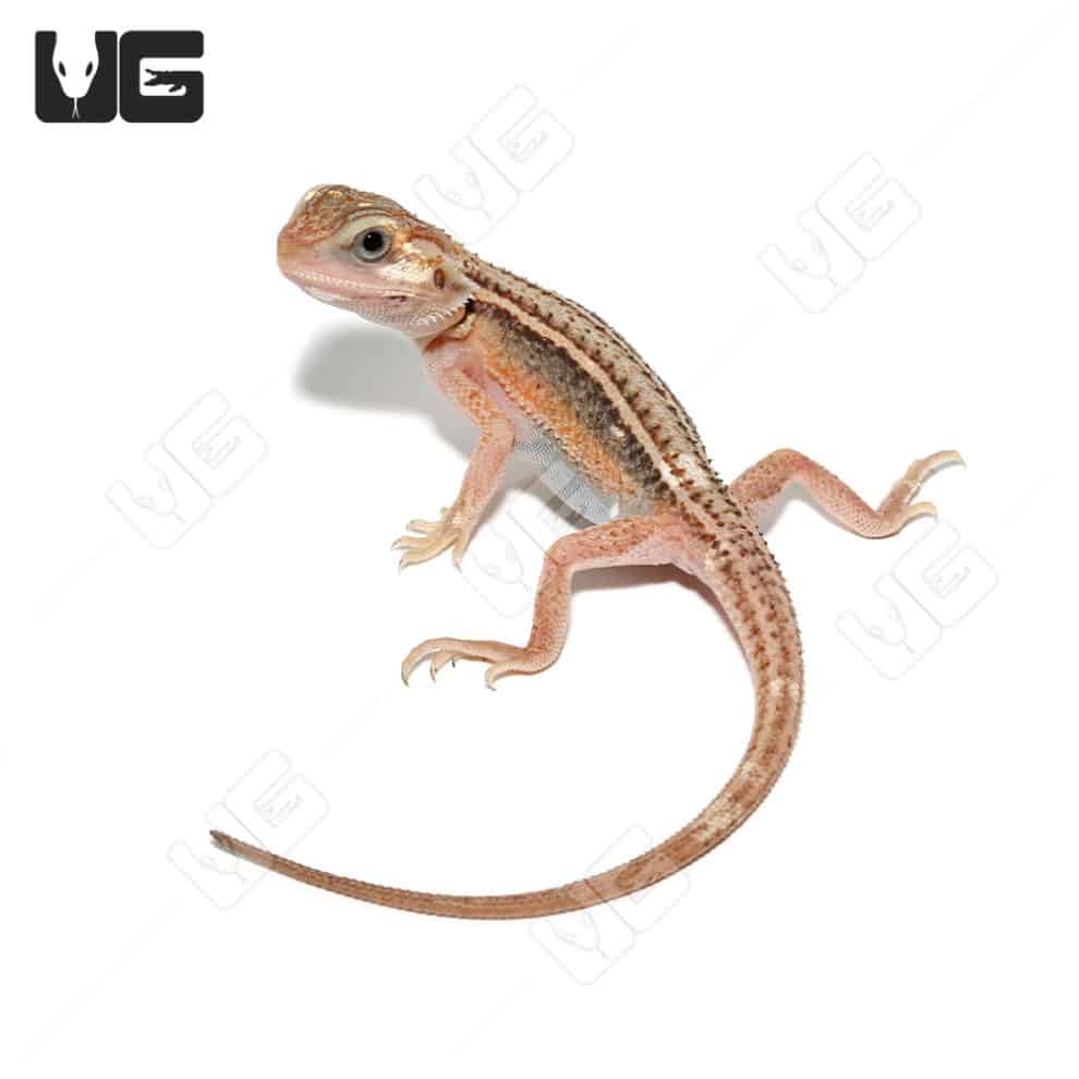 Baby Pied Genetic Stripe Translucent Bearded Dragon - Underground ...