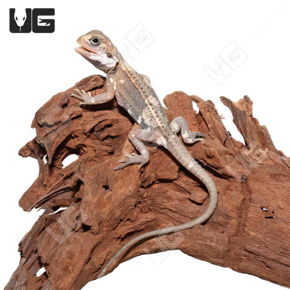 Lizards For Sale - Underground Reptiles
