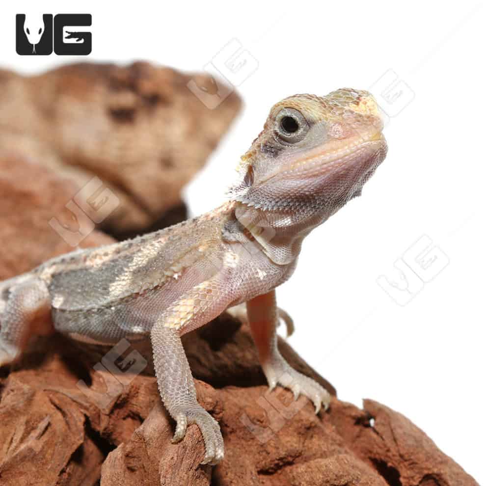 Baby Pied Genetic Stripe Translucent Bearded Dragon #1(Pogona vitticeps ...