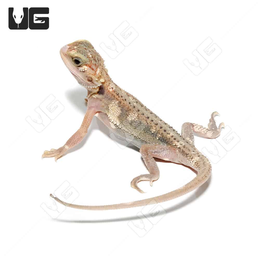 Baby Pied Genetic Stripe Translucent Bearded Dragon #1(Pogona vitticeps ...