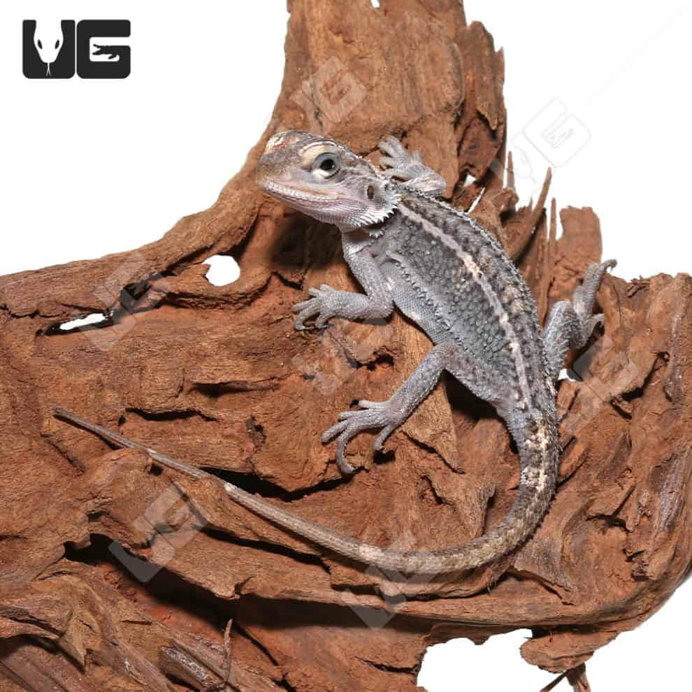 Baby Pied Genetic Stripe Translucent Bearded Dragon #1(Pogona vitticeps ...
