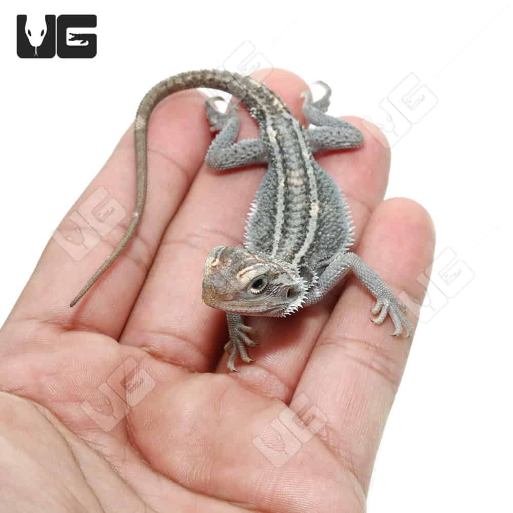 Baby Pied Genetic Stripe Translucent Bearded Dragon #1(Pogona vitticeps ...