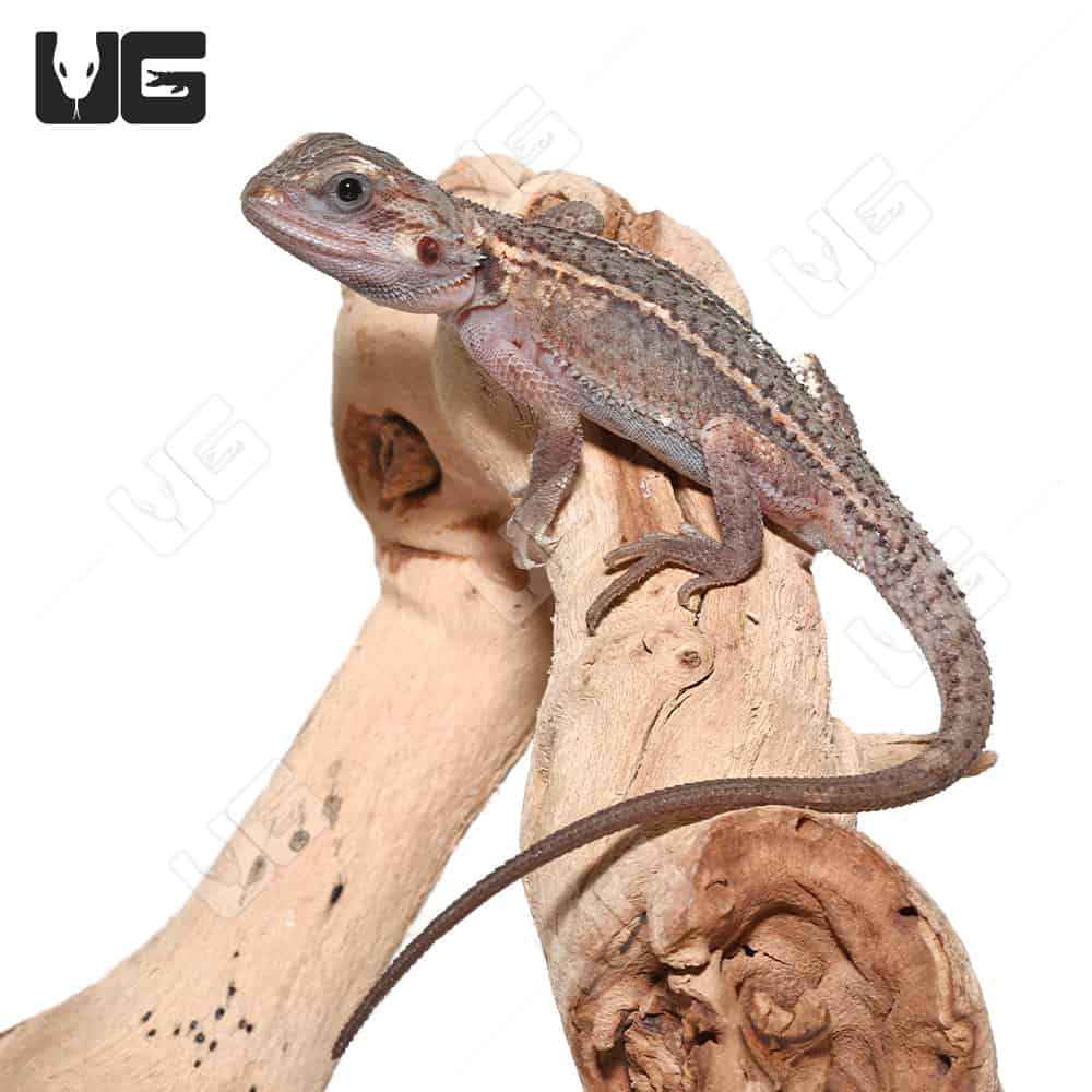 Baby Pied Genetic Stripe Translucent Bearded Dragon #5 (Pogona ...