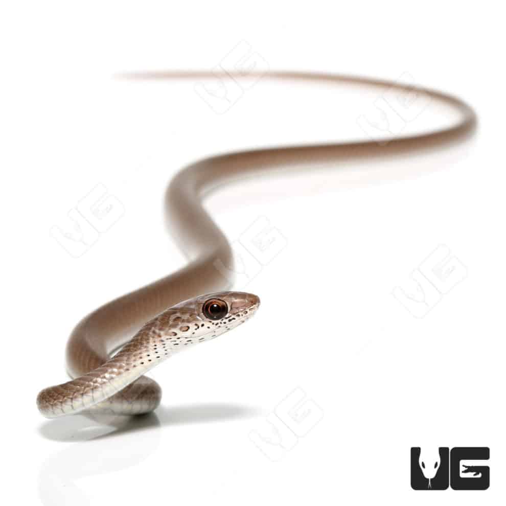 Baby African Egg Eating Snakes For Sale - Underground Reptiles