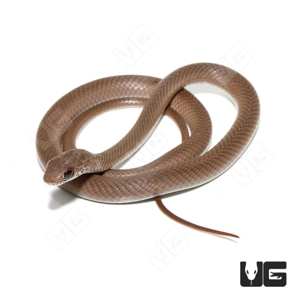 Baby African Egg Eating Snakes For Sale - Underground Reptiles