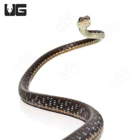 Painted Bronzeback Snake (Dendrelaphis pictus) For Sale - Underground ...