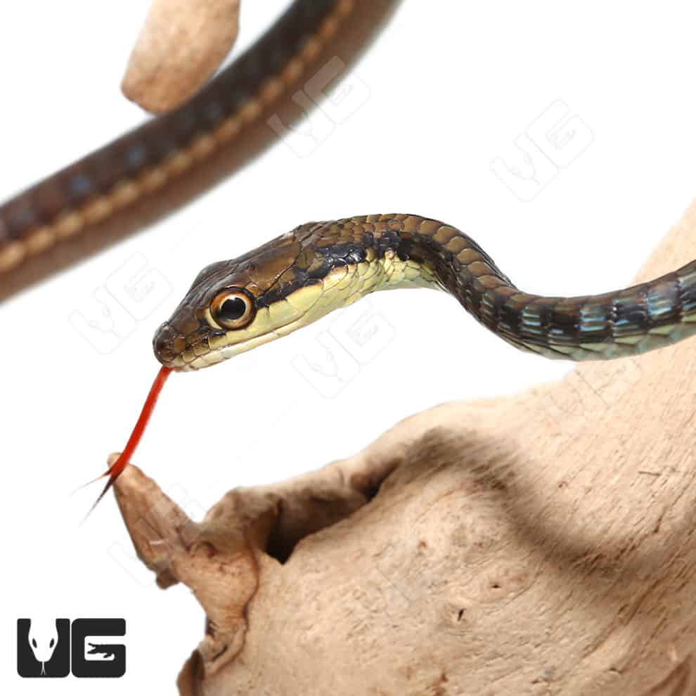 Painted Bronzeback Snake (Dendrelaphis pictus) For Sale - Underground ...