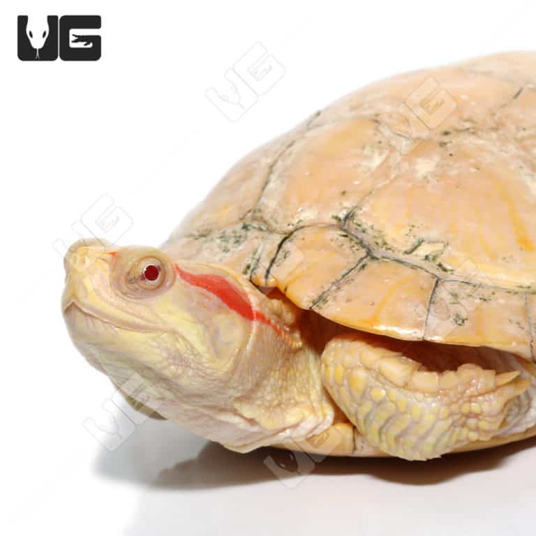 Caramel Pink Albino Red Ear Slider Turtles (Trachemys scripta elegans ...