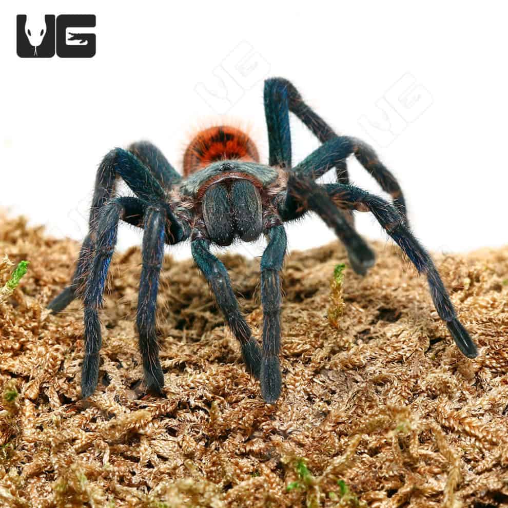 Green Bottle Blue Tarantula (Chromatopelma cyaneopubescens) For Sale ...