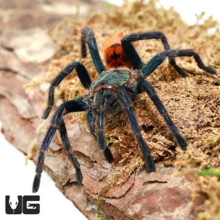 Green Bottle Blue Tarantula (Chromatopelma cyaneopubescens) For Sale ...