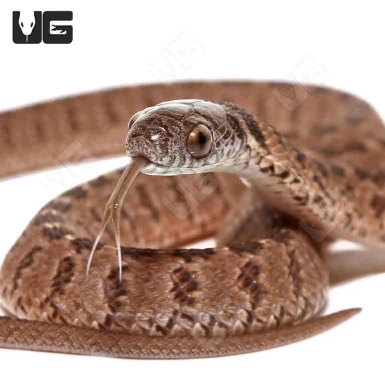 Hatchling Diamond-Back Egg Eating Snake (Dasypeltis confusa) For Sale ...