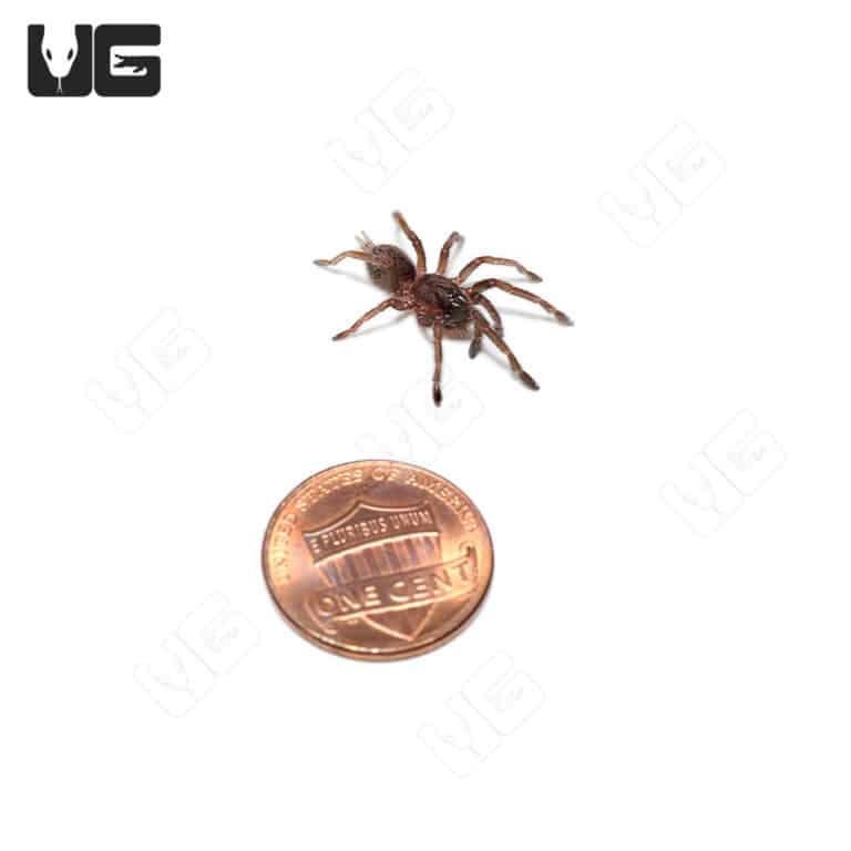 Indian Violet Tarantulas For Sale - Underground Reptiles