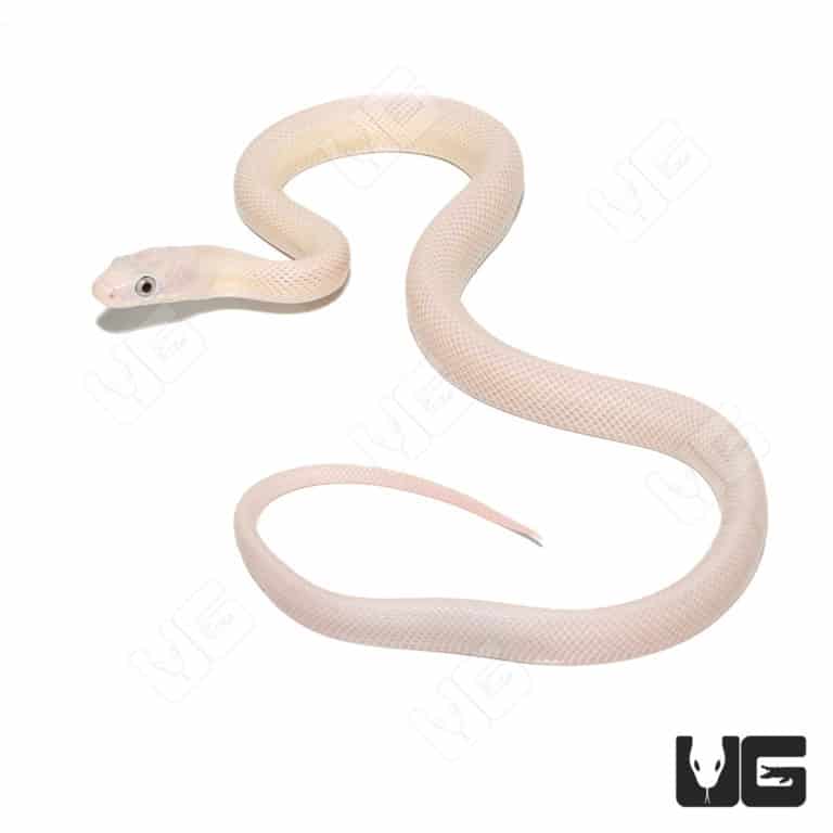 Leucistic Texas Ratsnakes (Pantherophis obsoletus) For Sale ...