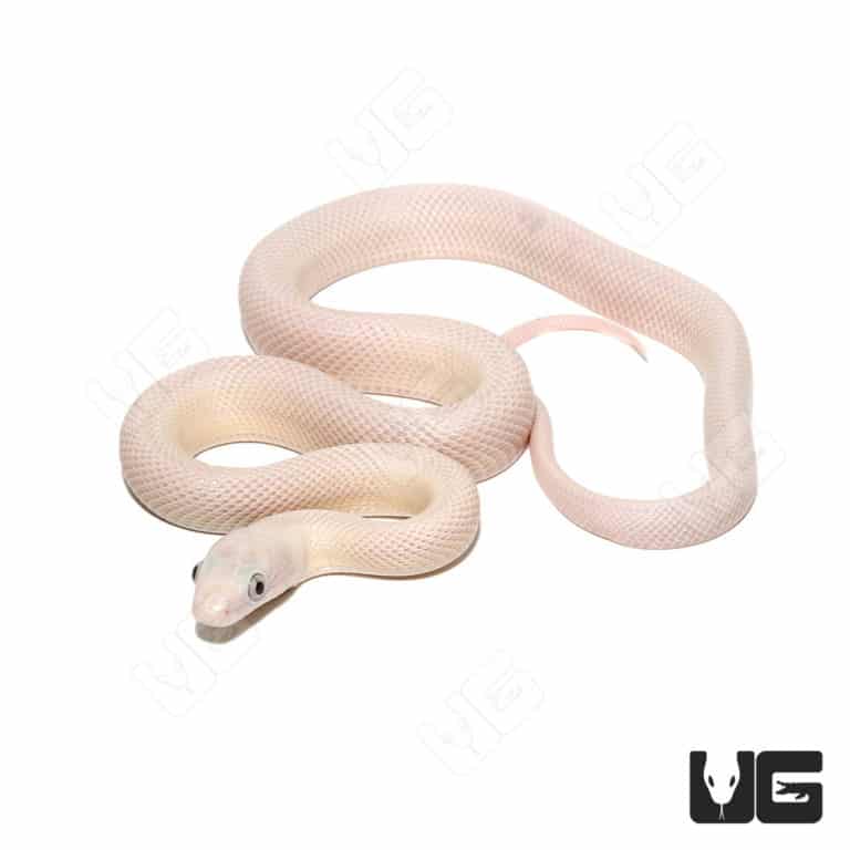 Leucistic Texas Ratsnakes (Pantherophis obsoletus) For Sale ...