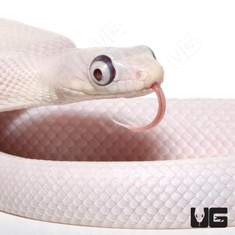 Leucistic Bug Eye Texas Ratsnakes (Pantherophis obsoletus) For Sale ...