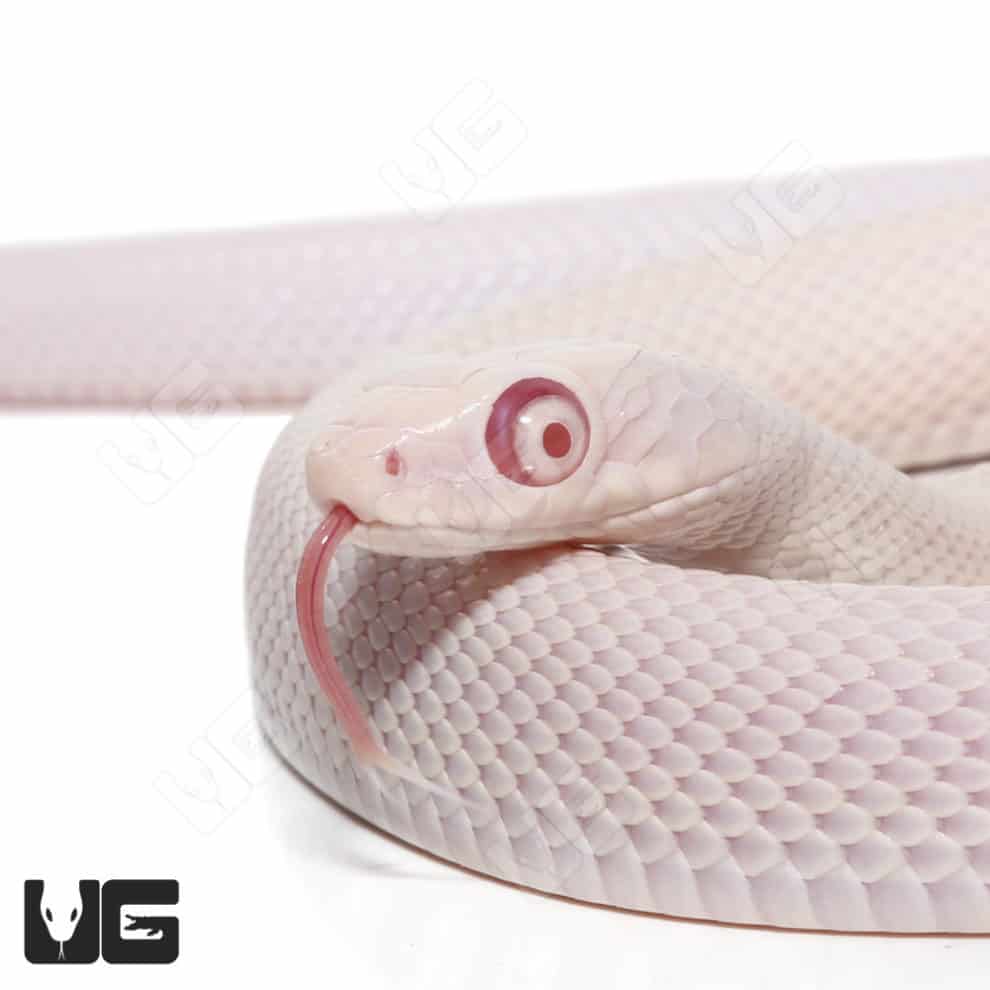 Leucistic Bug Eyed Texas Ratsnakes (Pantherophis obsoletus) For Sale ...
