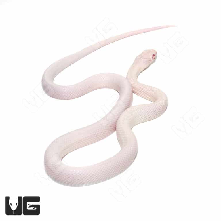 Leucistic Bug Eyed Texas Ratsnakes (Pantherophis obsoletus) For Sale ...