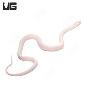 Leucistic Texas Ratsnakes (Pantherophis obsoletus) For Sale ...