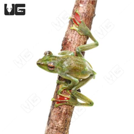 Malayan Flying Frog (Rhacophorus dulitensis) For Sale - Underground ...