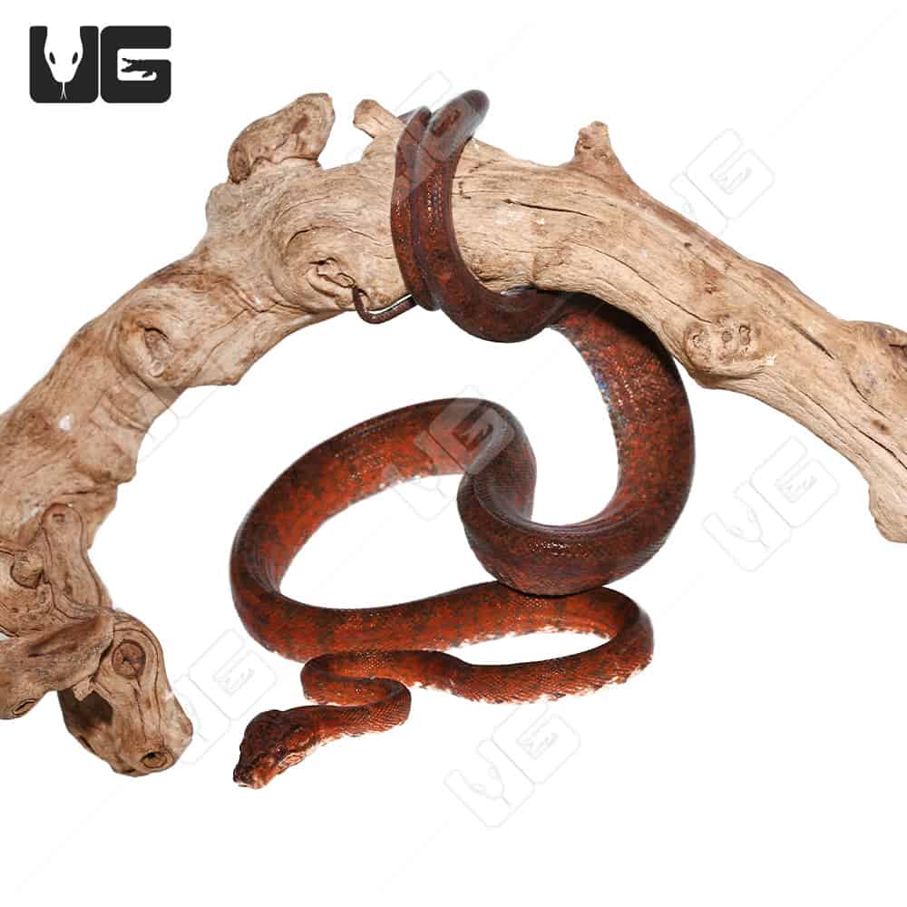 Female Red Amazon Tree Boas (Corallus hortulanus) For Sale ...
