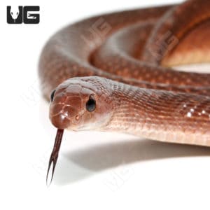 Red Beaked Snakes (Rhamphiophis oxyrhynchus) For Sale - Underground ...
