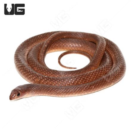 Red Beaked Snakes (Rhamphiophis oxyrhynchus) For Sale - Underground ...