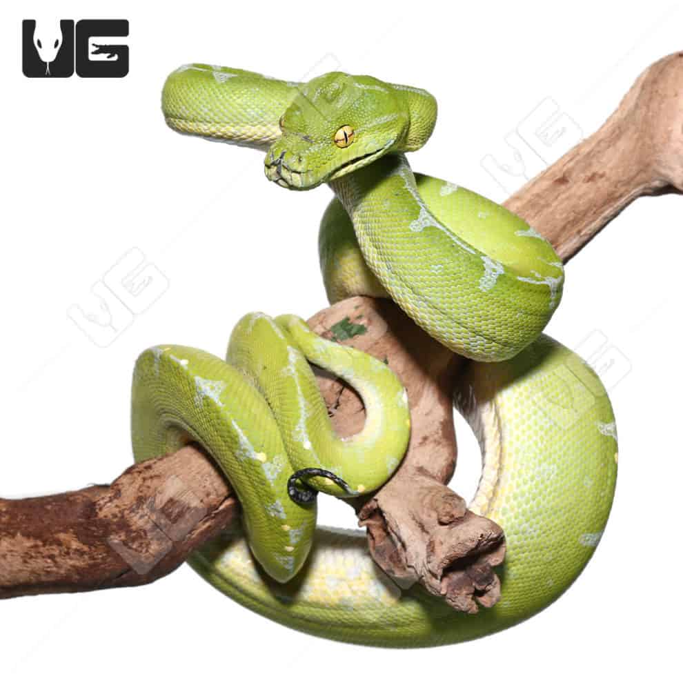 Adult Aru Green Tree Python for sale - Underground Reptiles