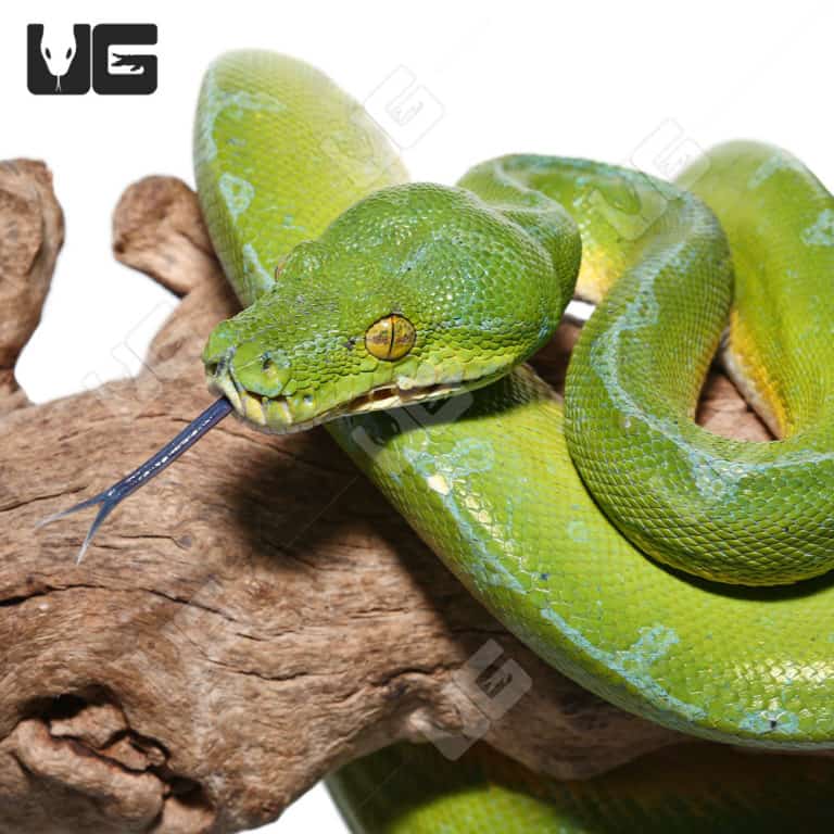 Adult Aru Green Tree Python for sale - Underground Reptiles