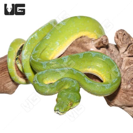 Adult Aru Green Tree Python for sale - Underground Reptiles