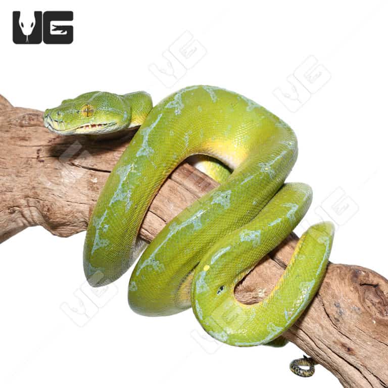 Adult Aru Green Tree Python for sale - Underground Reptiles