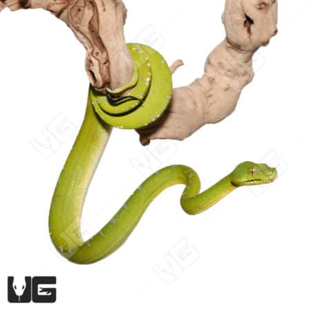Adult Aru Green Tree Python for sale - Underground Reptiles
