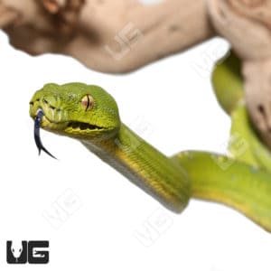Green Tree Pythons For Sale - Underground Reptiles