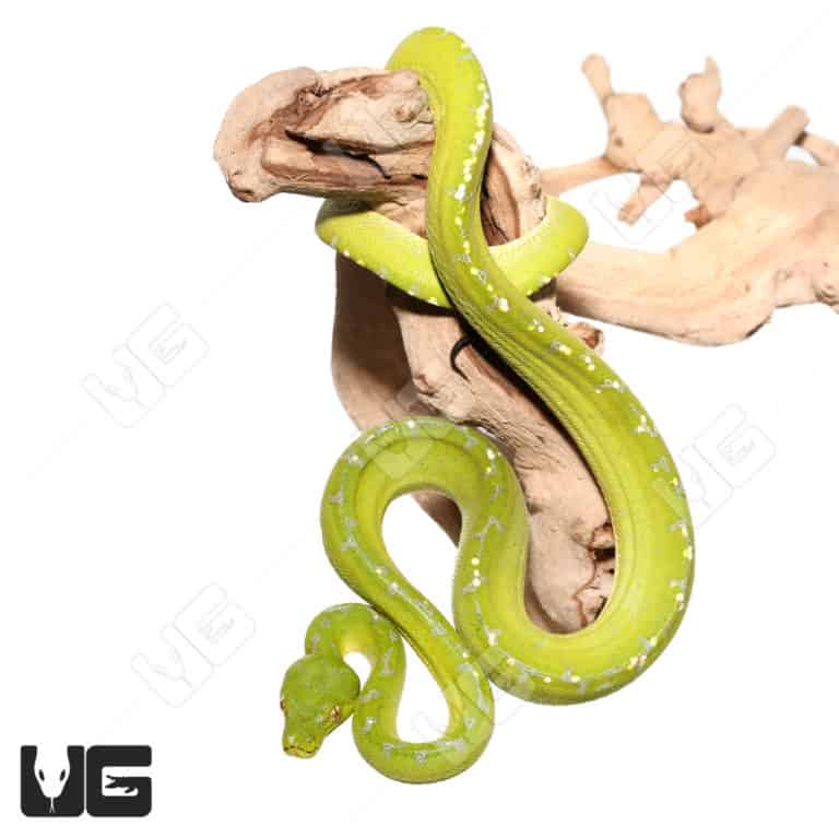 Adult Aru Green Tree Python for sale - Underground Reptiles