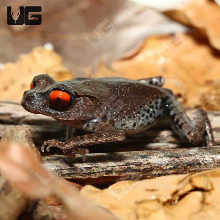 Spotted Litter Frogs For Sale - Underground Reptiles