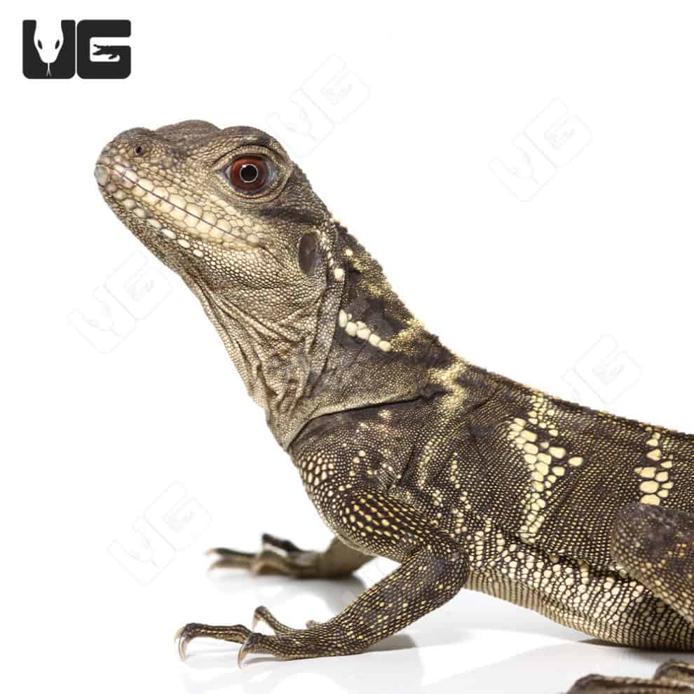 Sulawesi Sailfin Dragon (Hydrosaurus celebensis) For Sale - Underground ...
