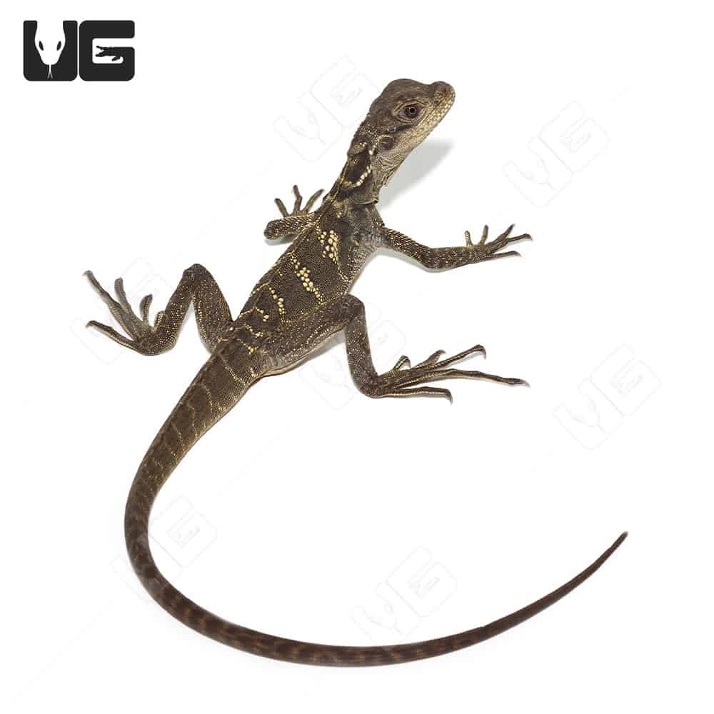 Sulawesi Sailfin Dragon (Hydrosaurus celebensis) For Sale - Underground ...